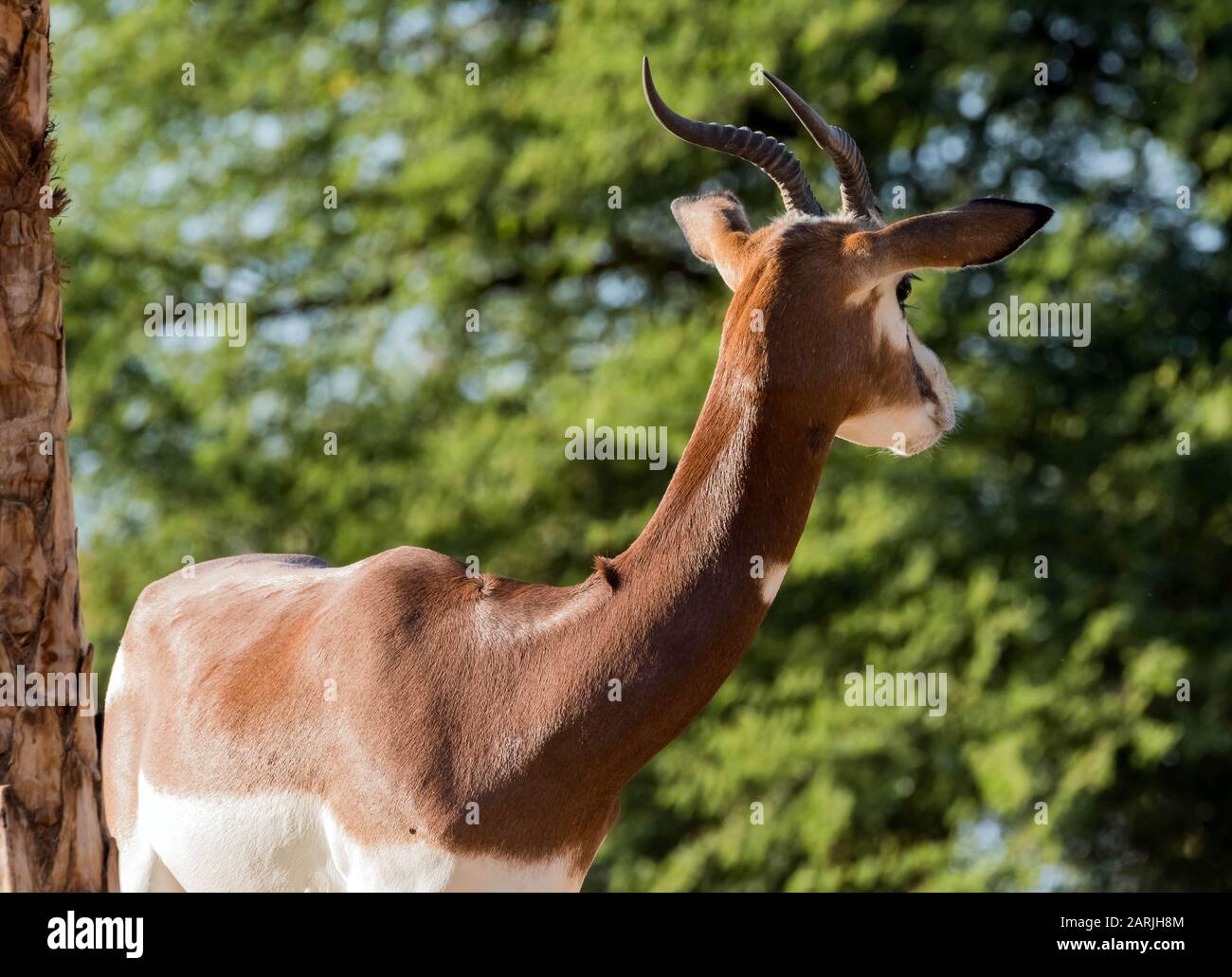Arabian wild animals hi-res stock photography and images - Alamy