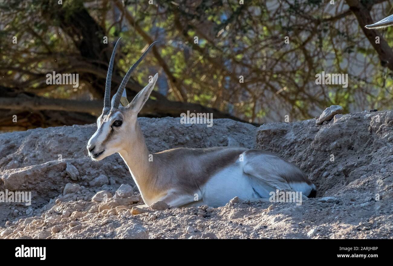 Wild Animal Arabian Gazelle in Desert Stock Photo - Alamy