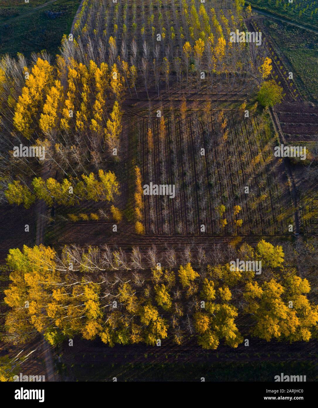 Poplar plantation with fall colors, Bobadilla, La Rioja, Spain, Europe ...