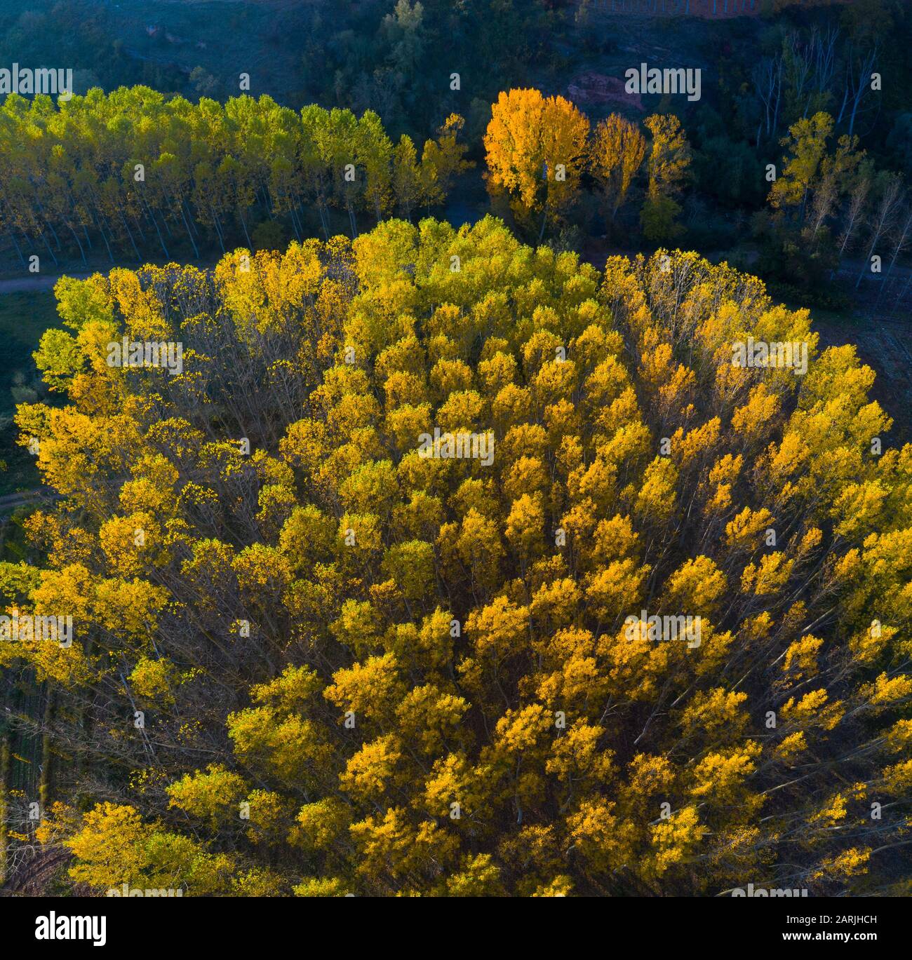 Poplar plantation with fall colors, Bobadilla, La Rioja, Spain, Europe ...