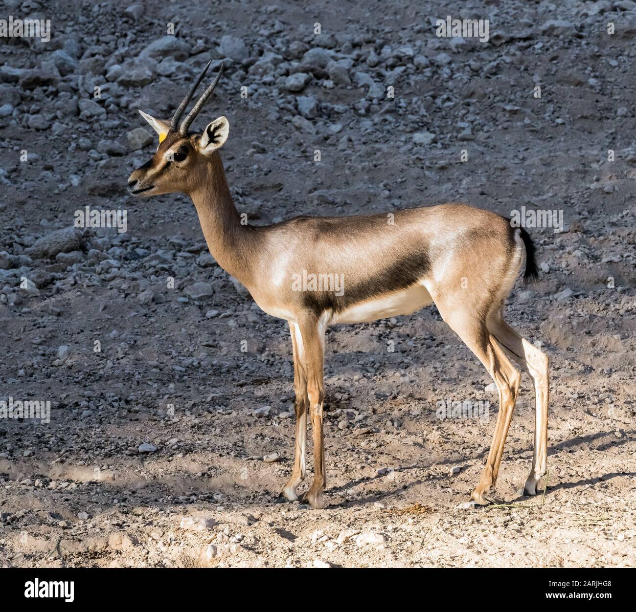 Wild Animal Arabian Gazelle in Desert Stock Photo - Alamy