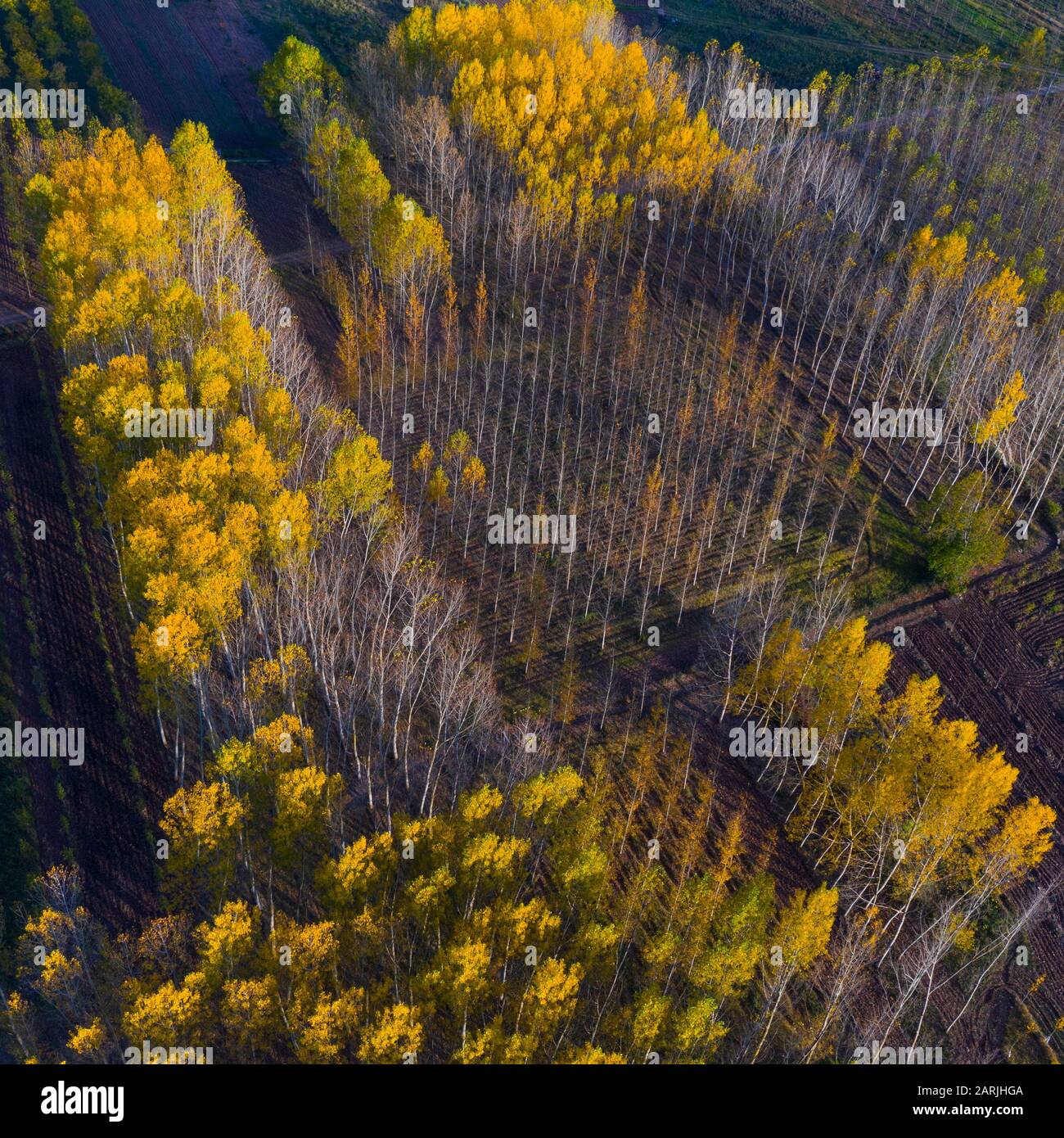 Poplar plantation with fall colors, Bobadilla, La Rioja, Spain, Europe ...