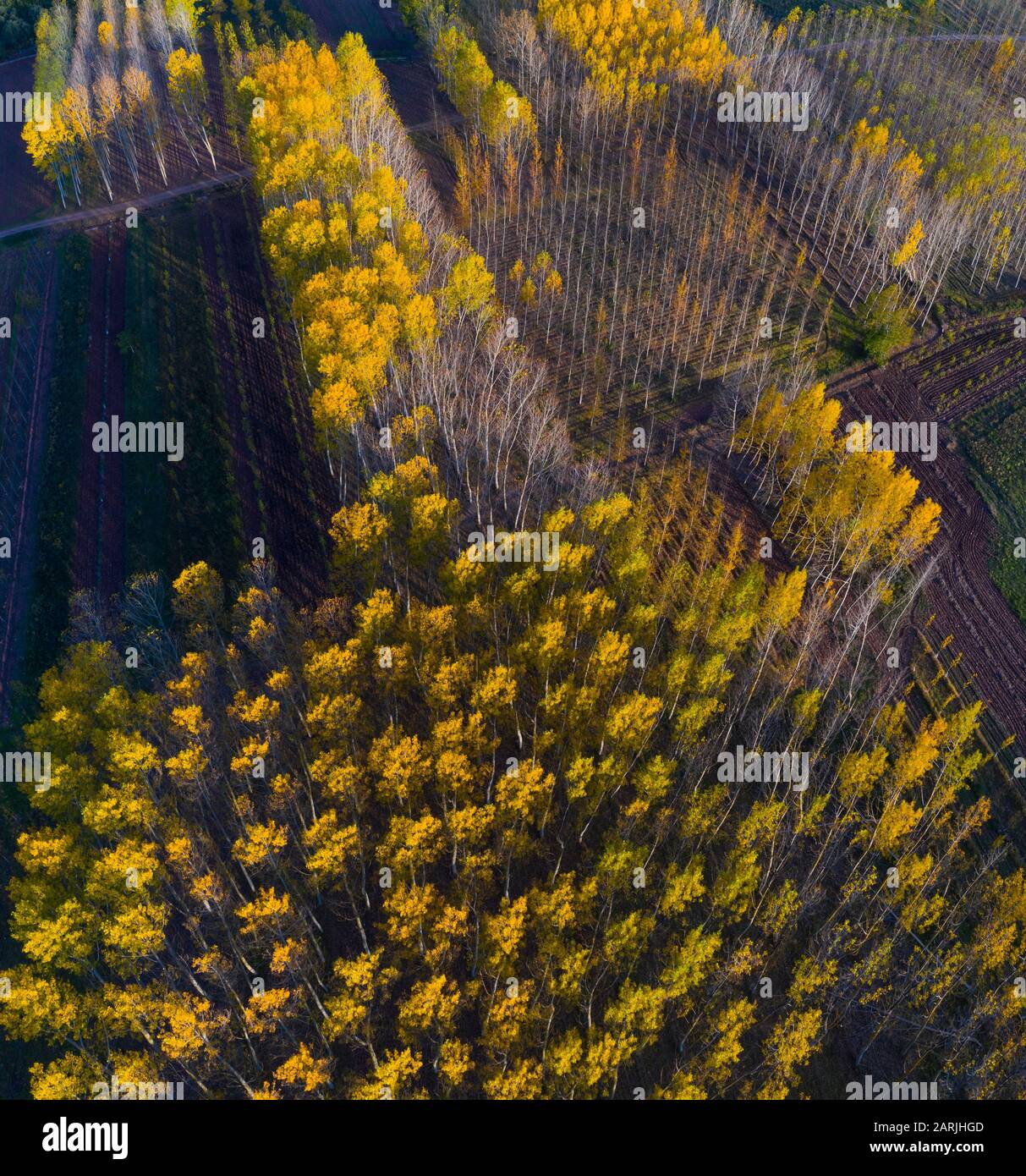 Poplar plantation with fall colors, Bobadilla, La Rioja, Spain, Europe ...