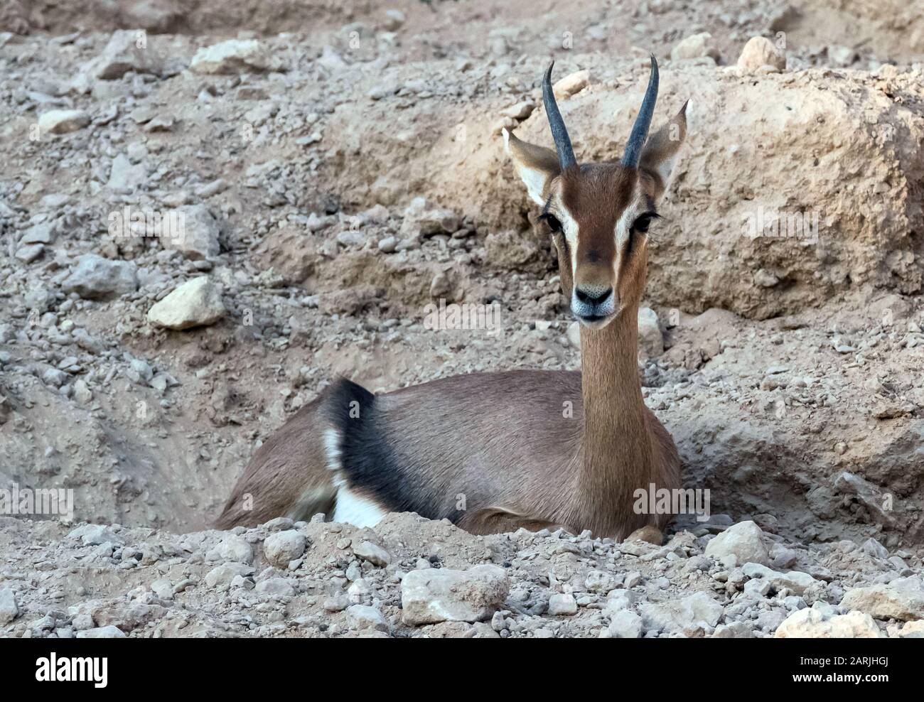 Wild Animal Arabian Gazelle in Desert Stock Photo - Alamy