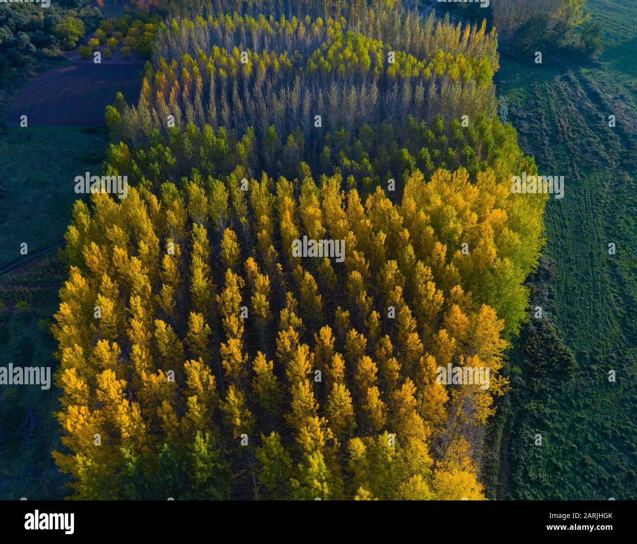 Poplar plantation with fall colors, Bobadilla, La Rioja, Spain, Europe ...