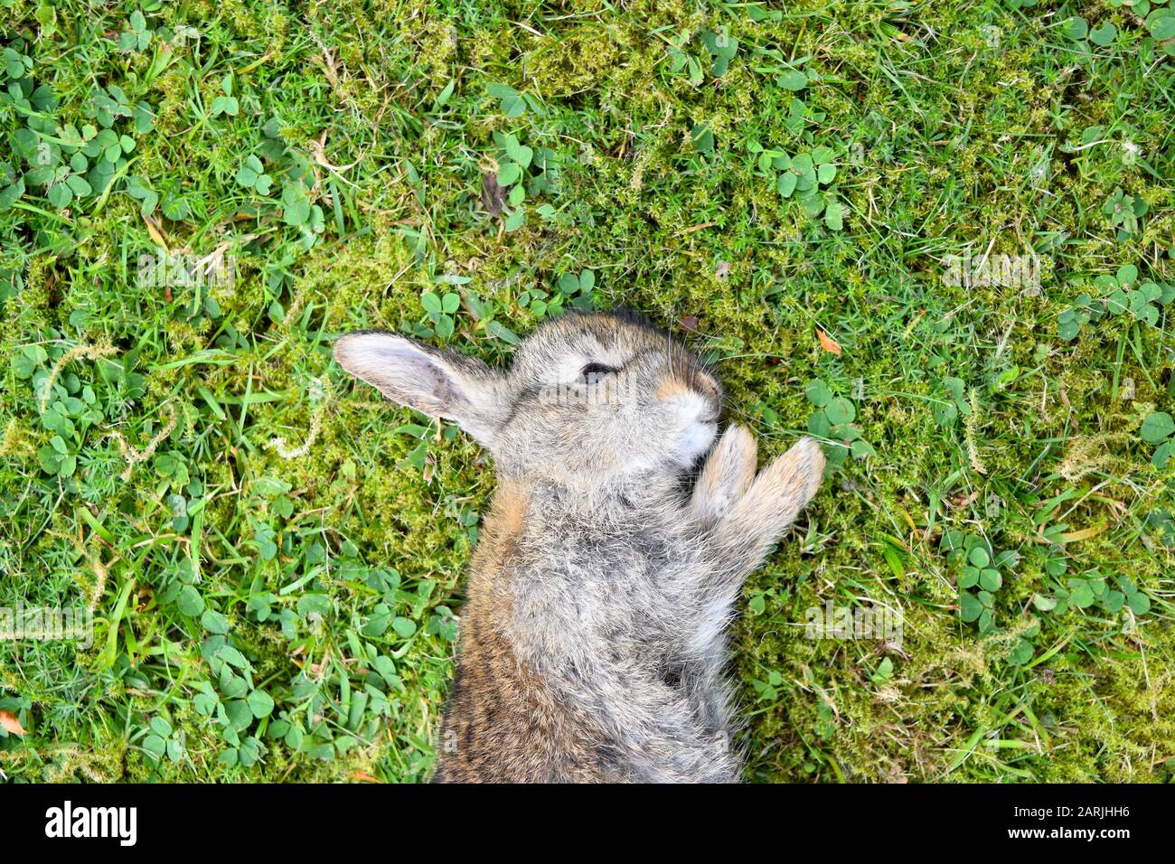 Real fluffy rabbit is lying on natural green grass Stock Photo - Alamy