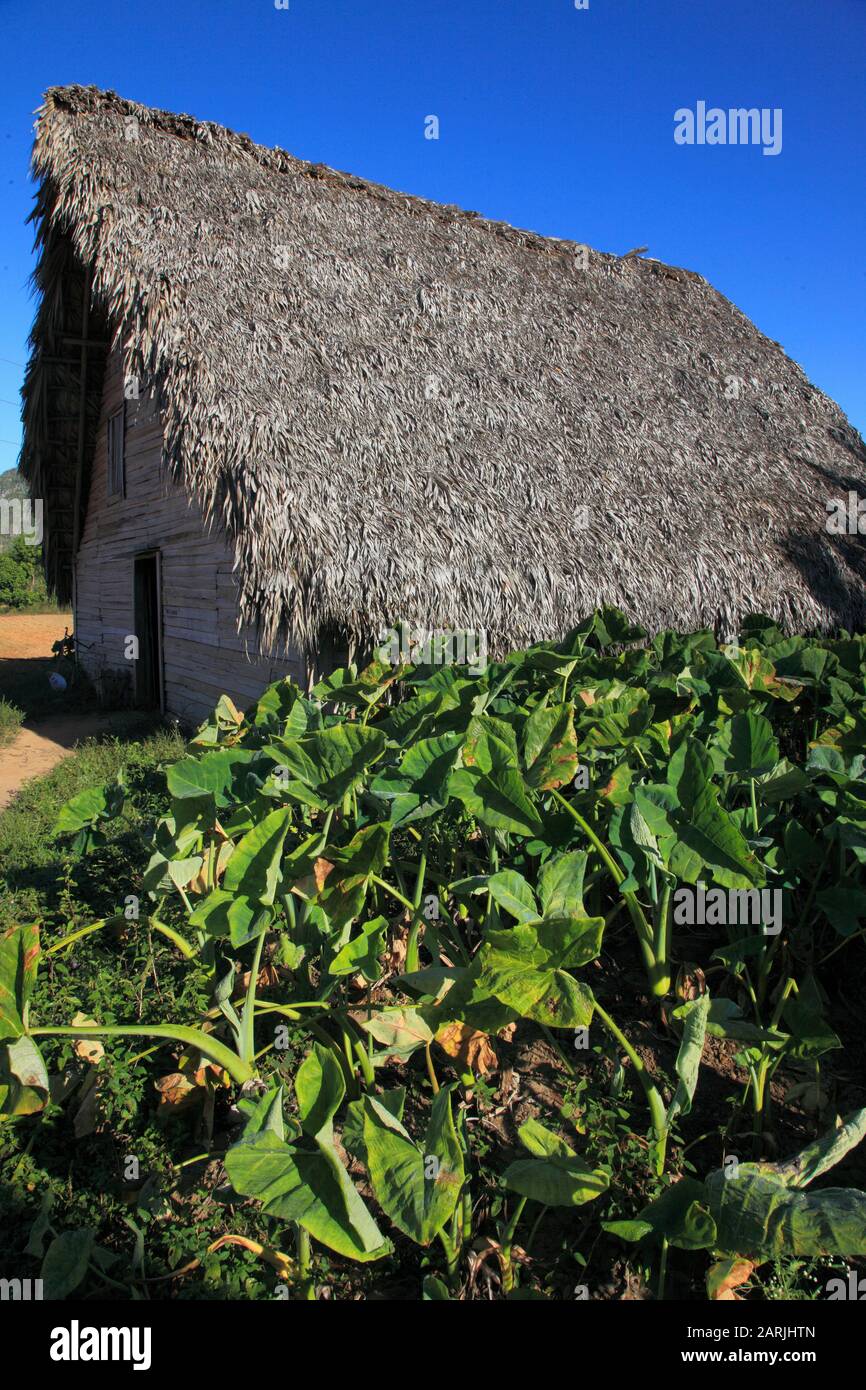 Bohio hi-res stock photography and images - Alamy