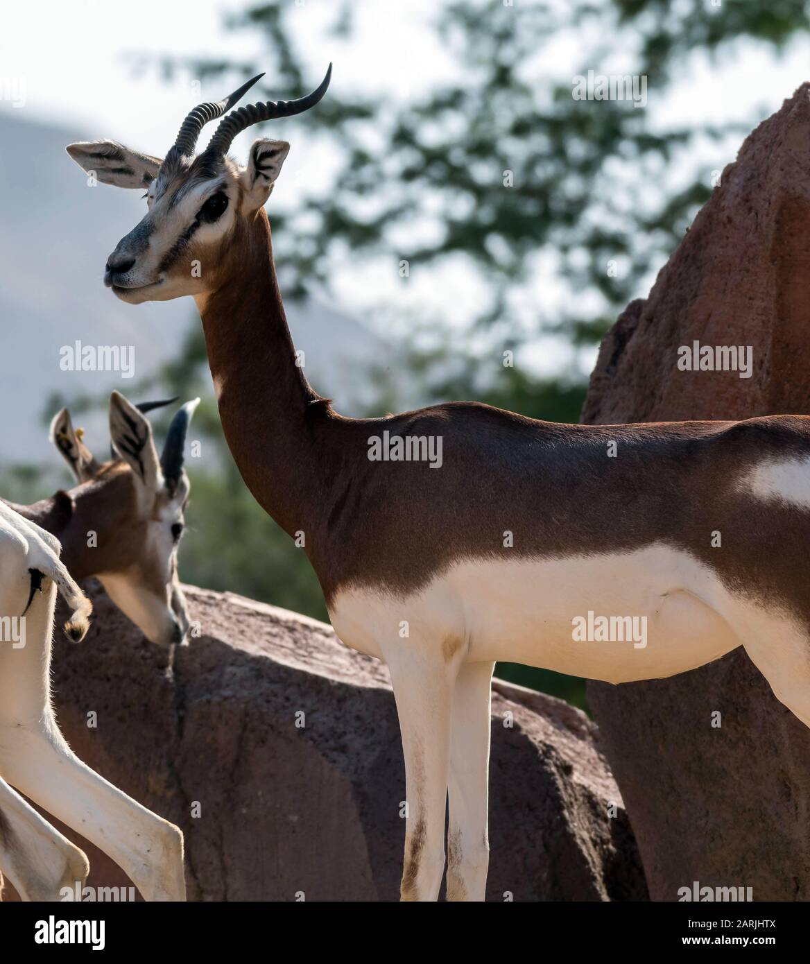 Wild Animal Arabian Gazelle in Desert Stock Photo - Alamy