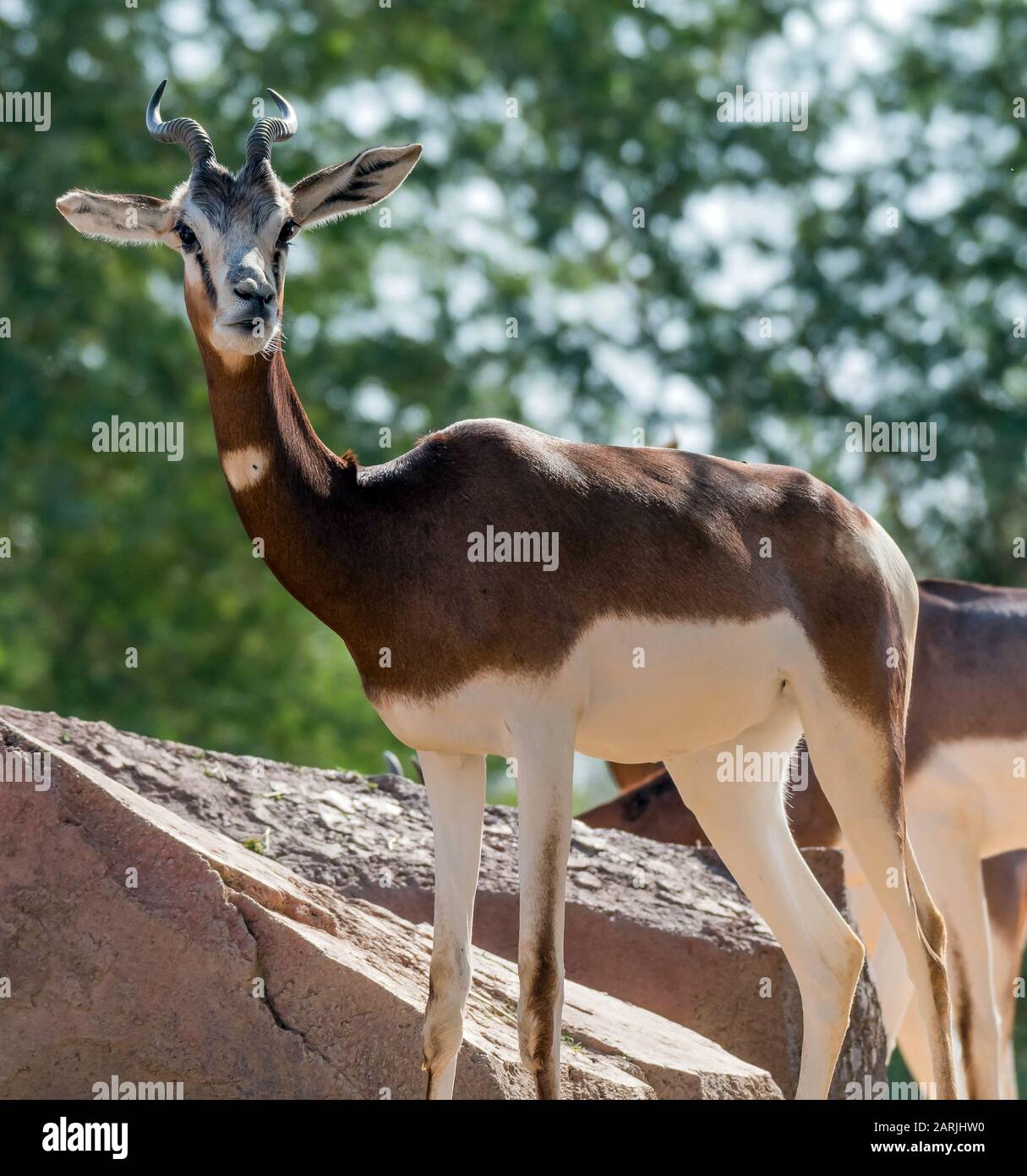 Wild Animal Arabian Gazelle in Desert Stock Photo - Alamy