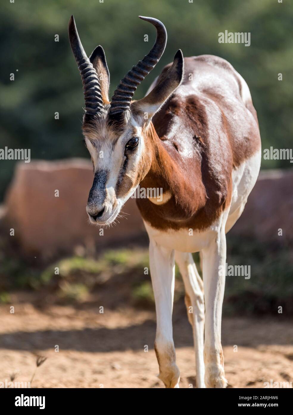 Wild Animal Arabian Gazelle in Desert Stock Photo - Alamy