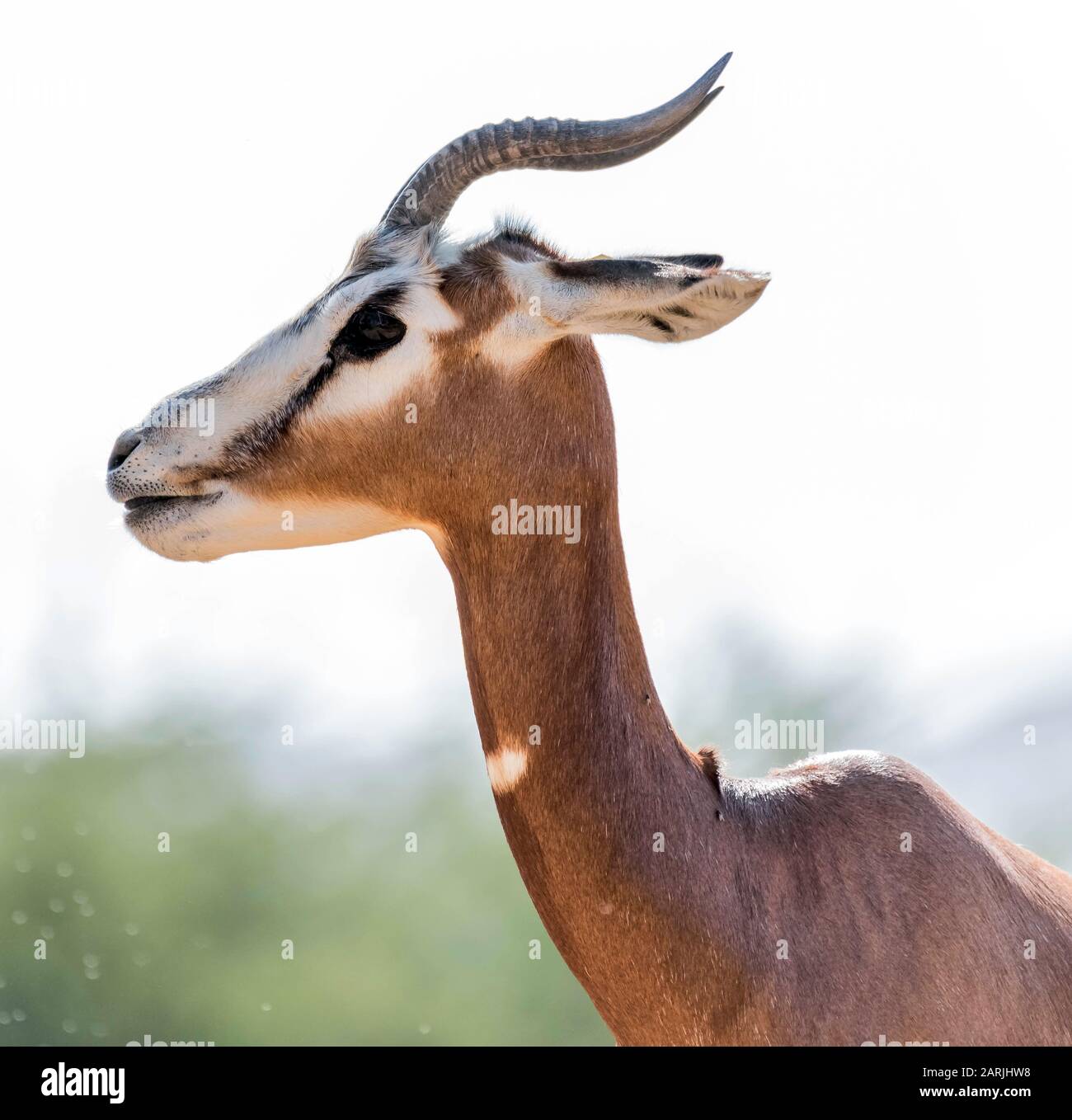 Wild Animal Arabian Gazelle in Desert Stock Photo - Alamy
