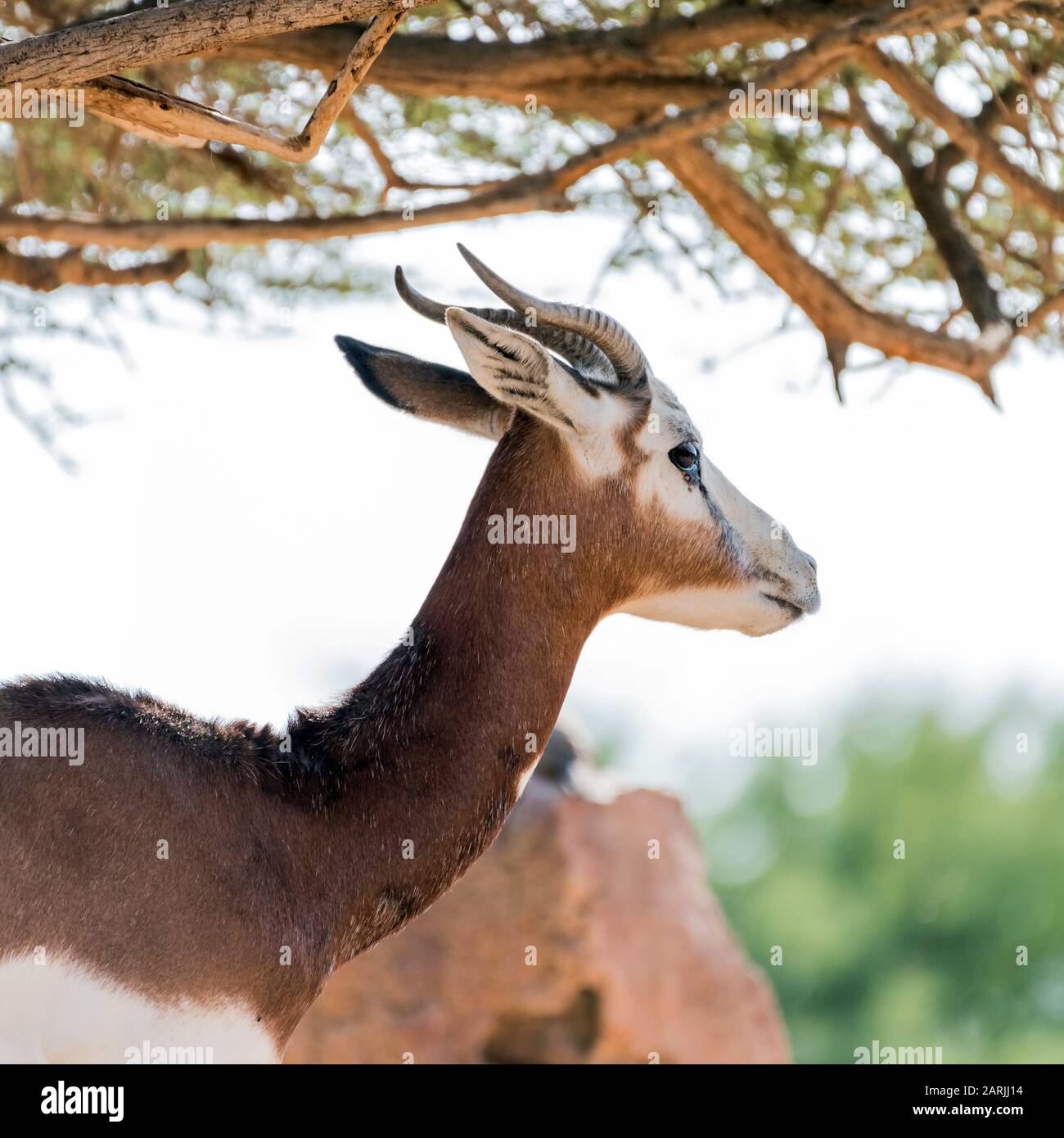 Wild Animal Arabian Gazelle in Desert Stock Photo - Alamy