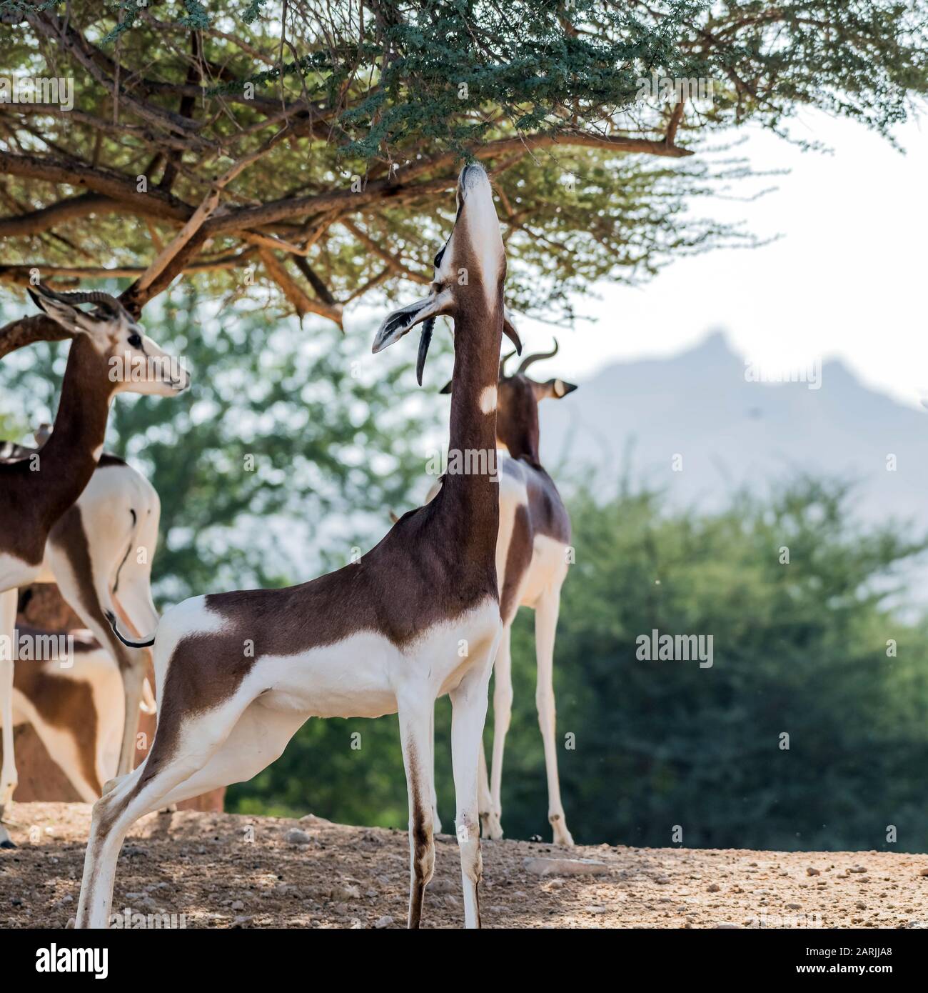 Wild Animal Arabian Gazelle in Desert Stock Photo - Alamy