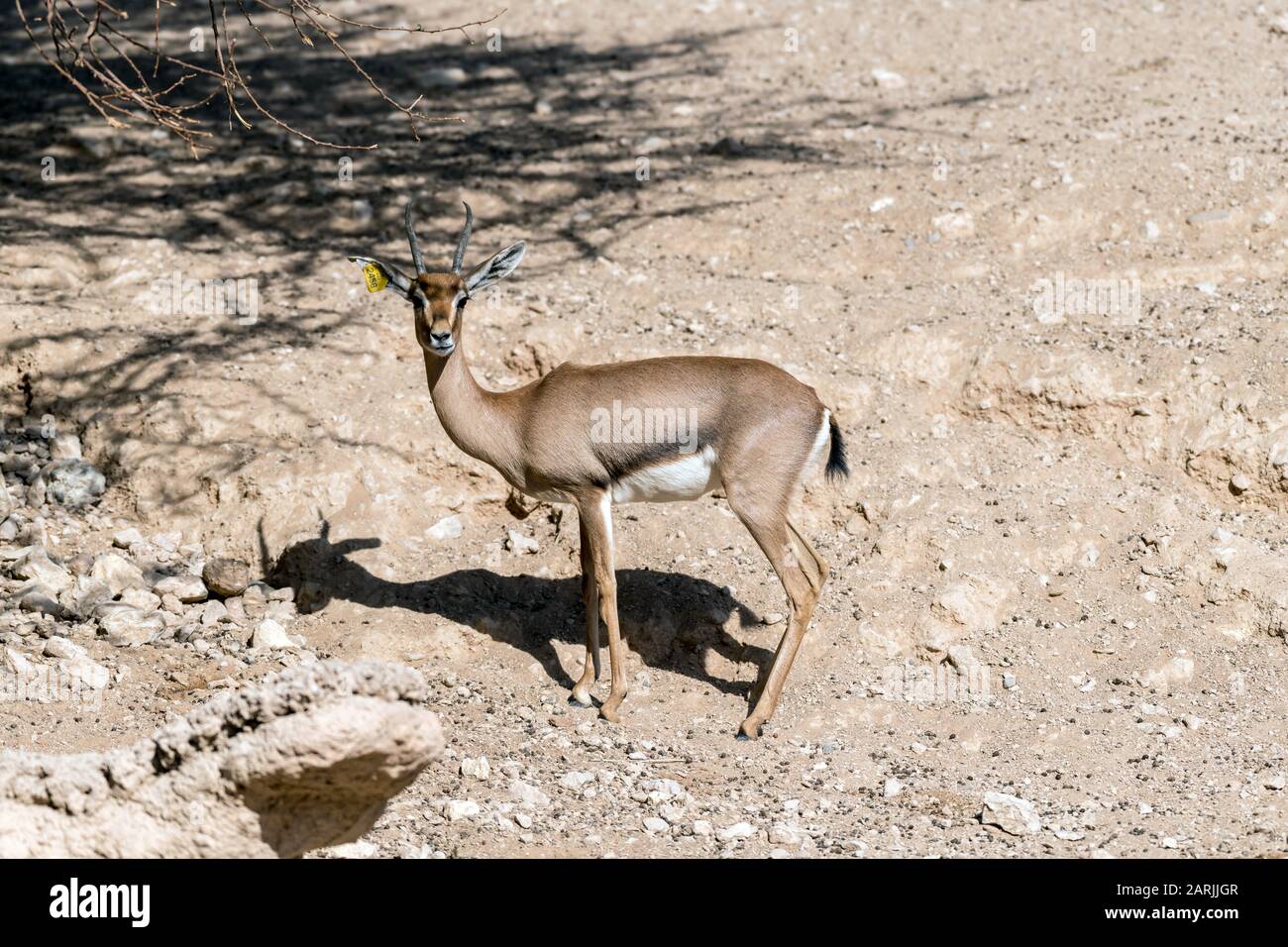 Wild Animal Arabian Gazelle in Desert Stock Photo - Alamy