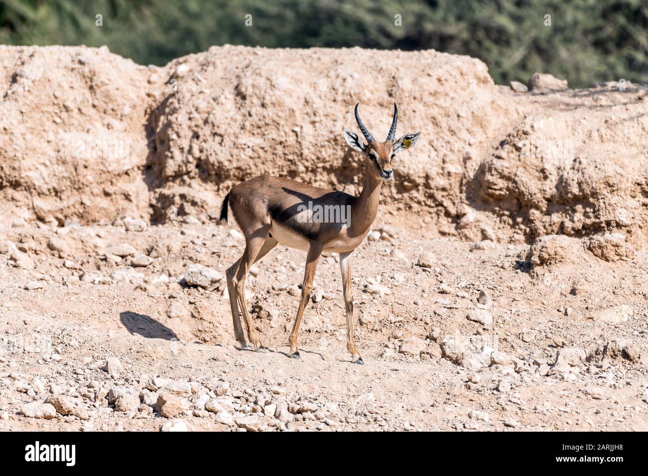 Wild Animal Arabian Gazelle in Desert Stock Photo - Alamy