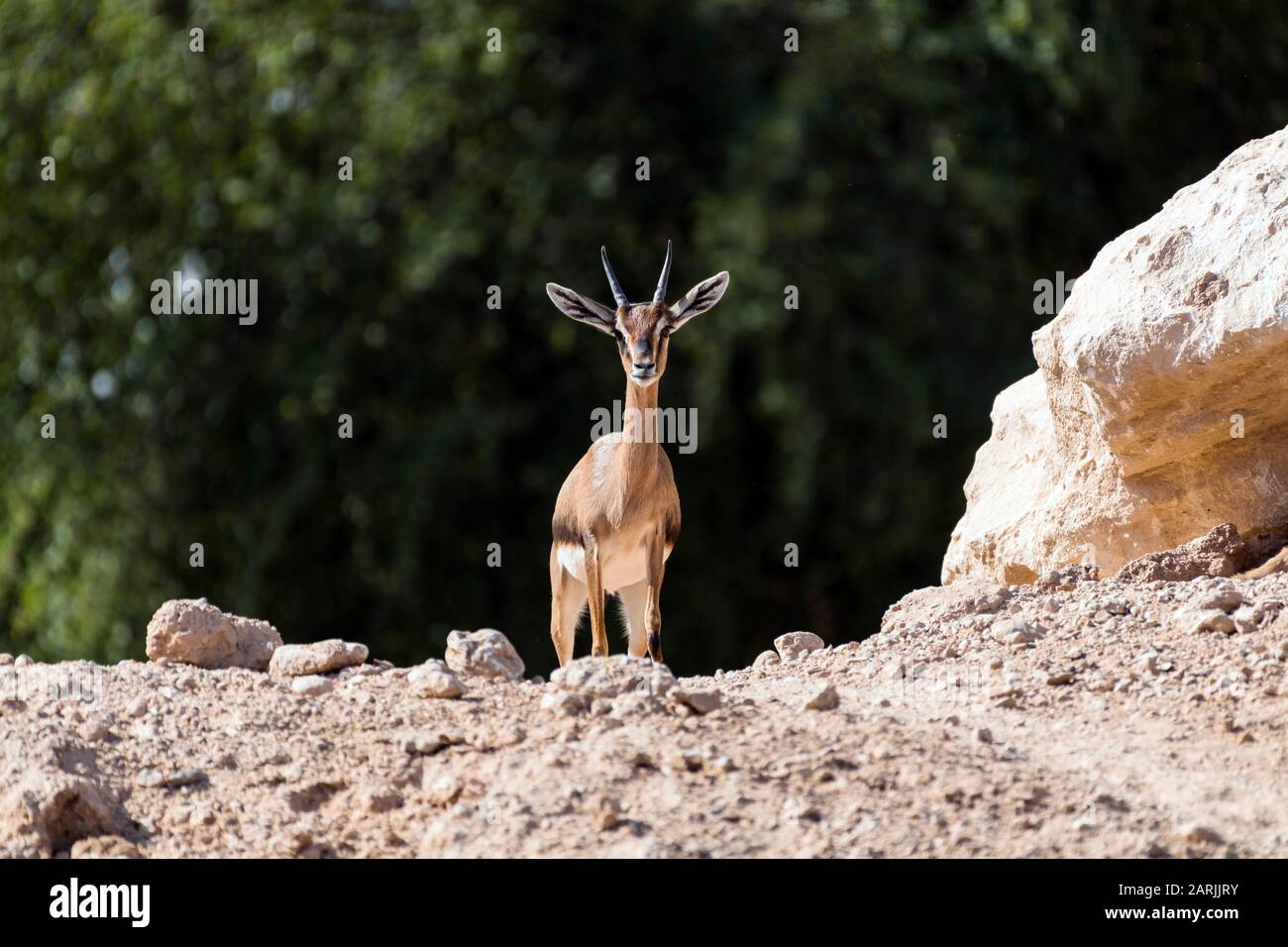 Wild Animal Arabian Gazelle in Desert Stock Photo - Alamy