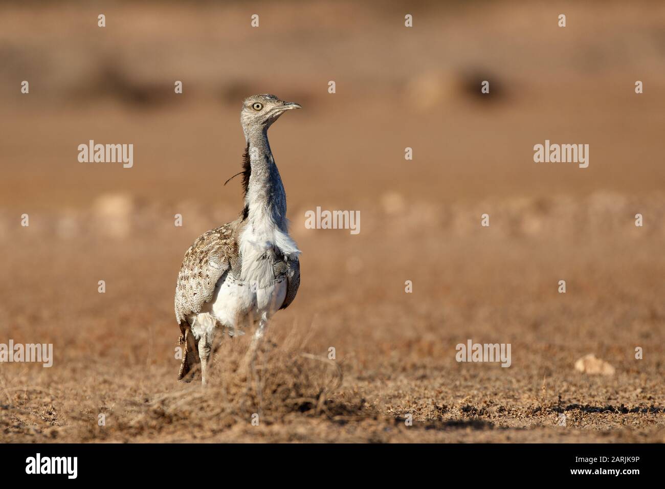 The Canarian houbara, Chlamydotis undulata fuertaventurae, is a large ...