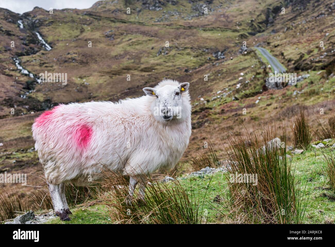 A single sheep on the side of a mountain in Donegal Ireland Stock Photo ...