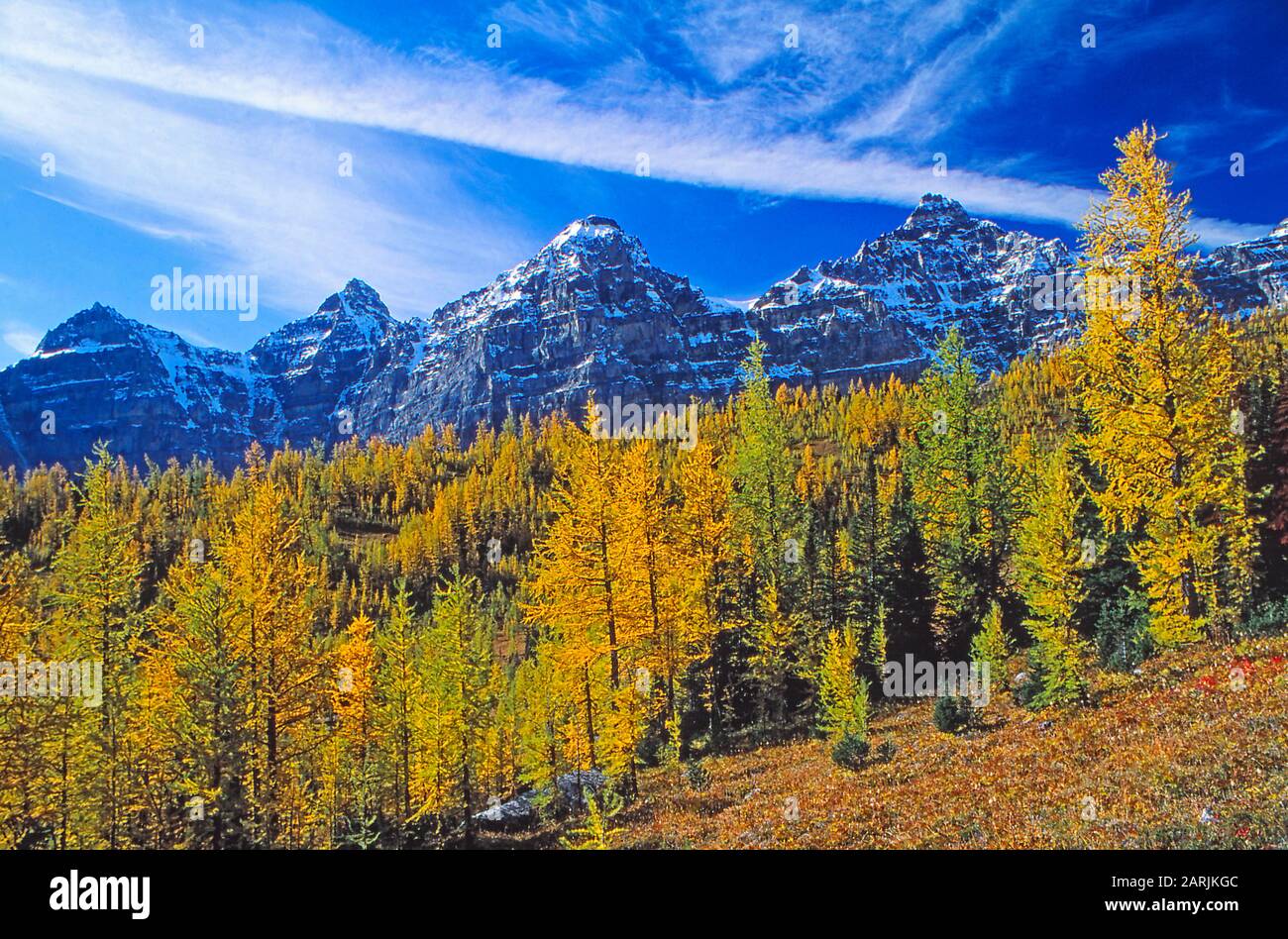 Larch trees banff hi-res stock photography and images - Alamy