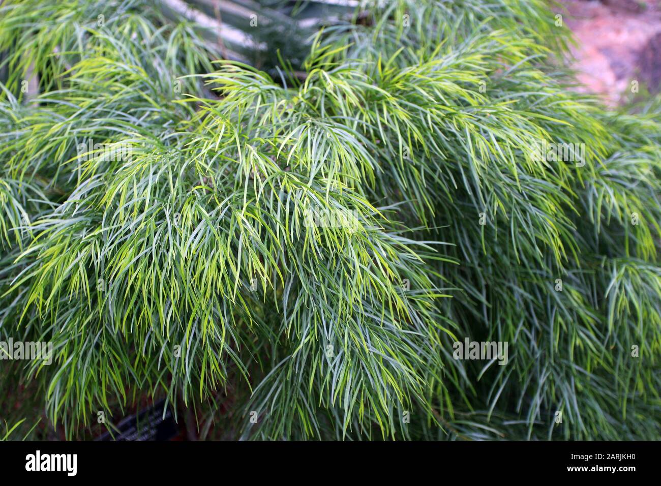 Close up of the leaves of a Mini Cog Narrow leaved Bower Wattle shrub ...