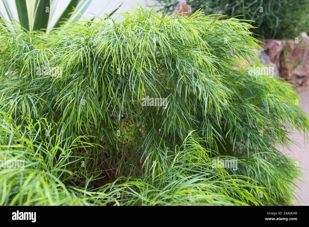 The leaves of a Mini Cog Narrow leaved Bower Wattle with a blurred ...