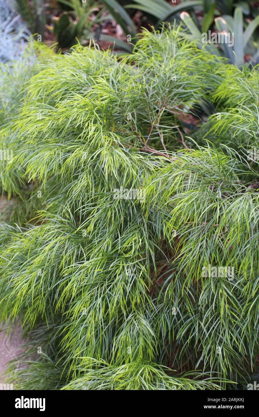 A Mini Cog Narrow leaved Bower Wattle shrub growing in a garden Stock ...