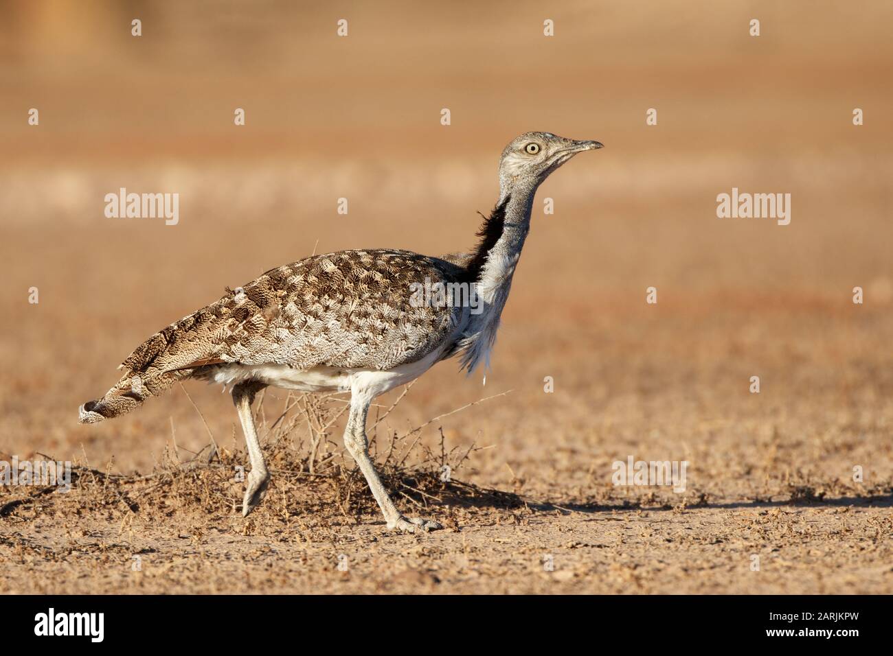 The Canarian houbara, Chlamydotis undulata fuertaventurae, is a large ...