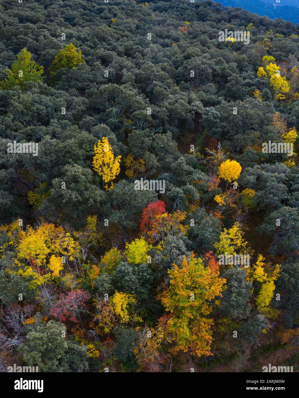 Mediterranean forest in Autumn, La Rioja, Spain, Europe Stock Photo - Alamy