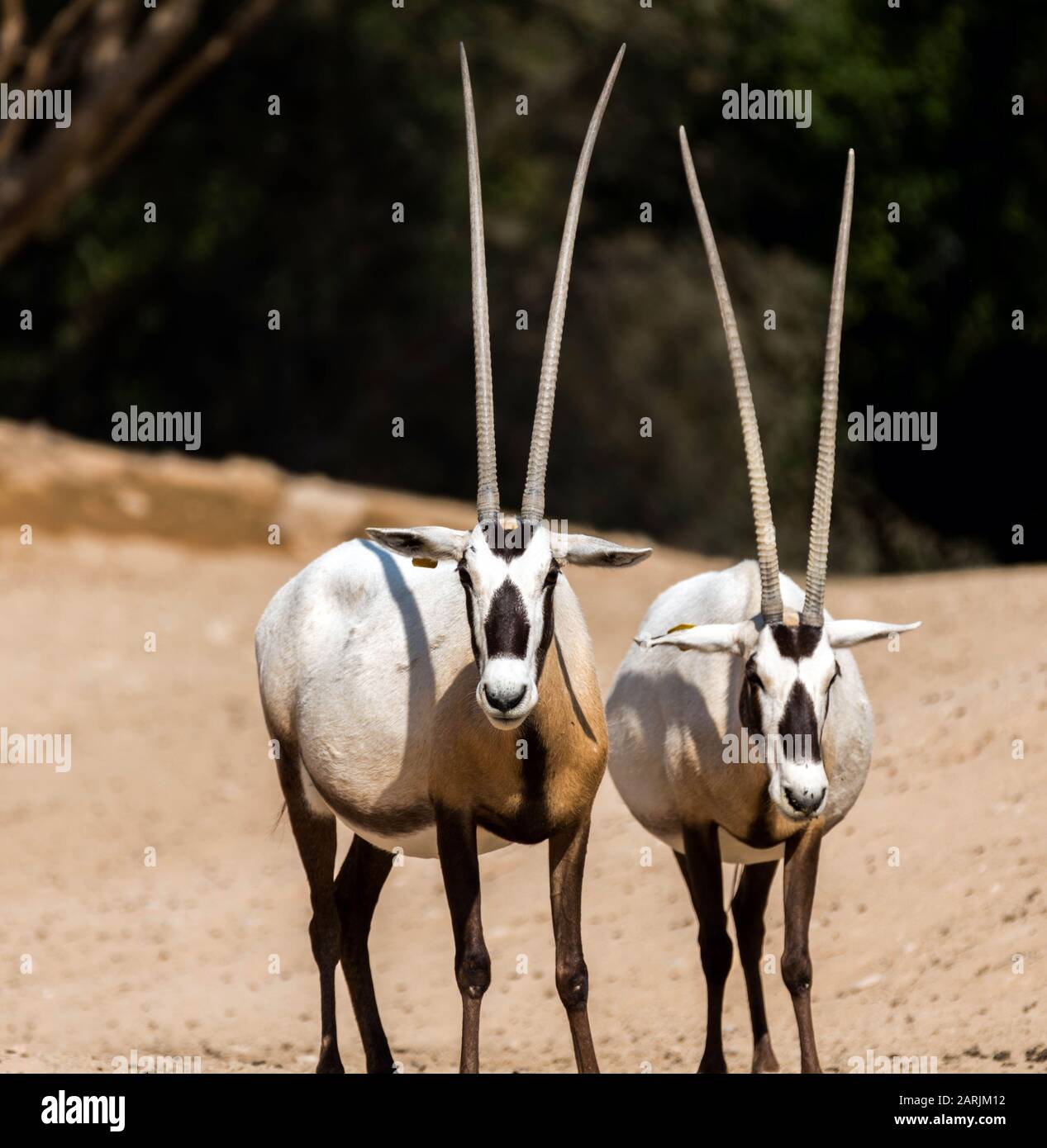 Oryx gazella leucoryx hi-res stock photography and images - Alamy