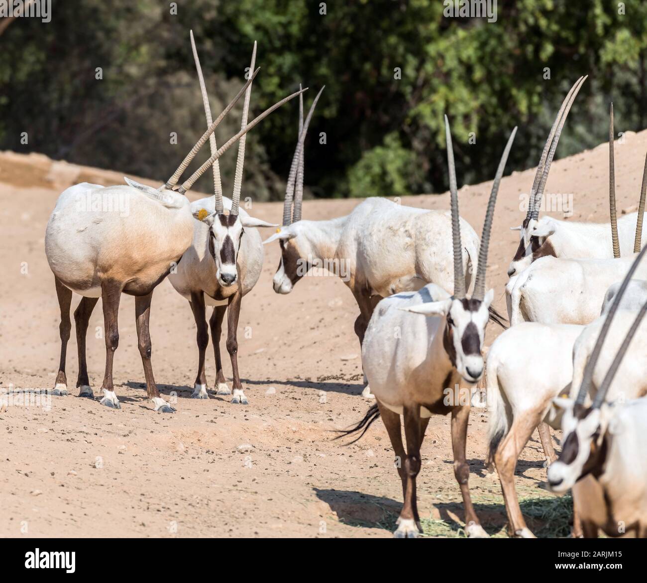 All antelope species hi-res stock photography and images - Alamy