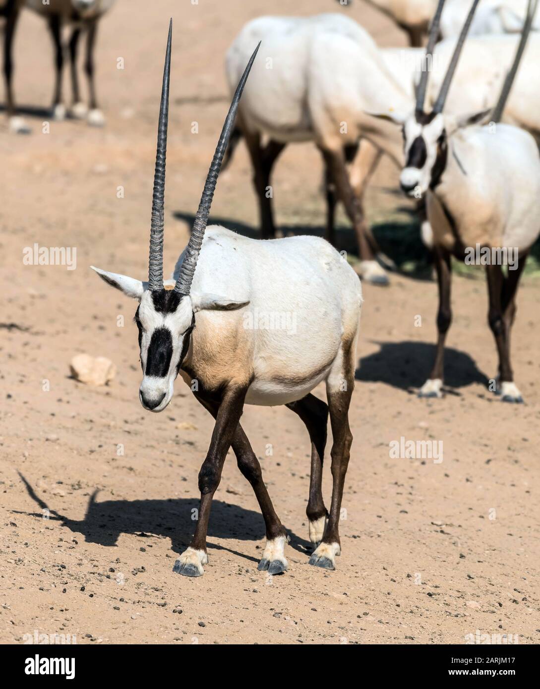 Arabian ghazal hi-res stock photography and images - Alamy