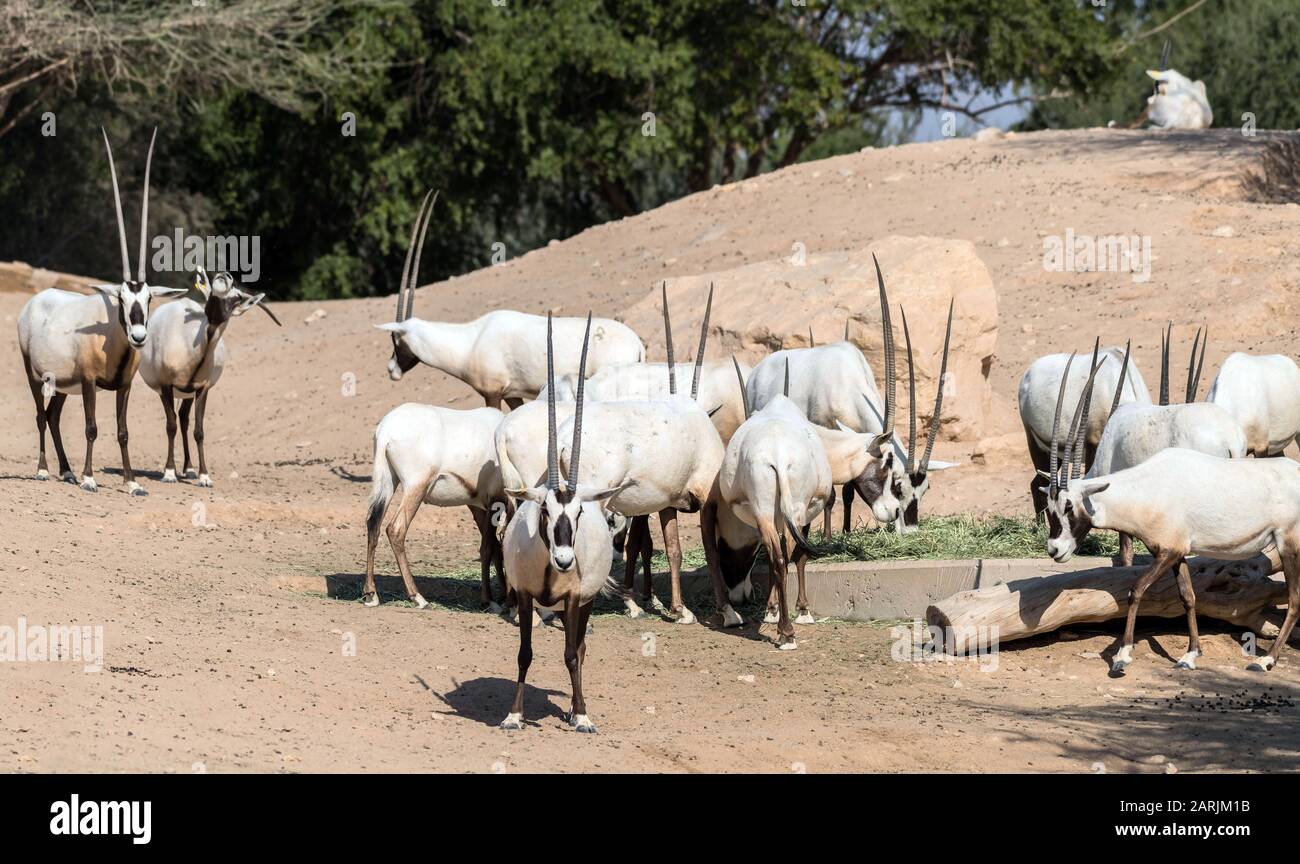 Oryx gazella leucoryx hi-res stock photography and images - Alamy