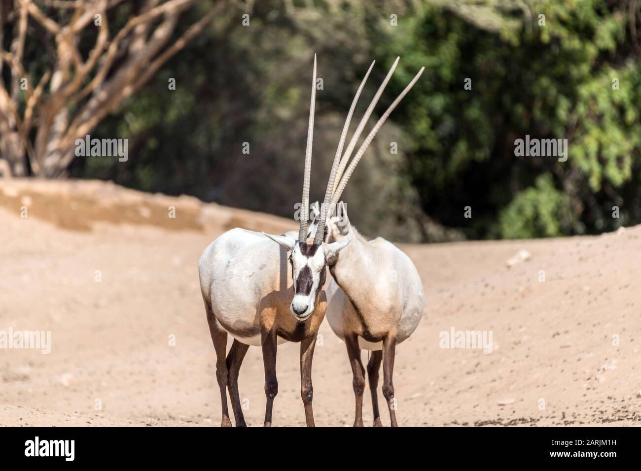 Oryx Gazella Leucoryx High Resolution Stock Photography and Images - Alamy