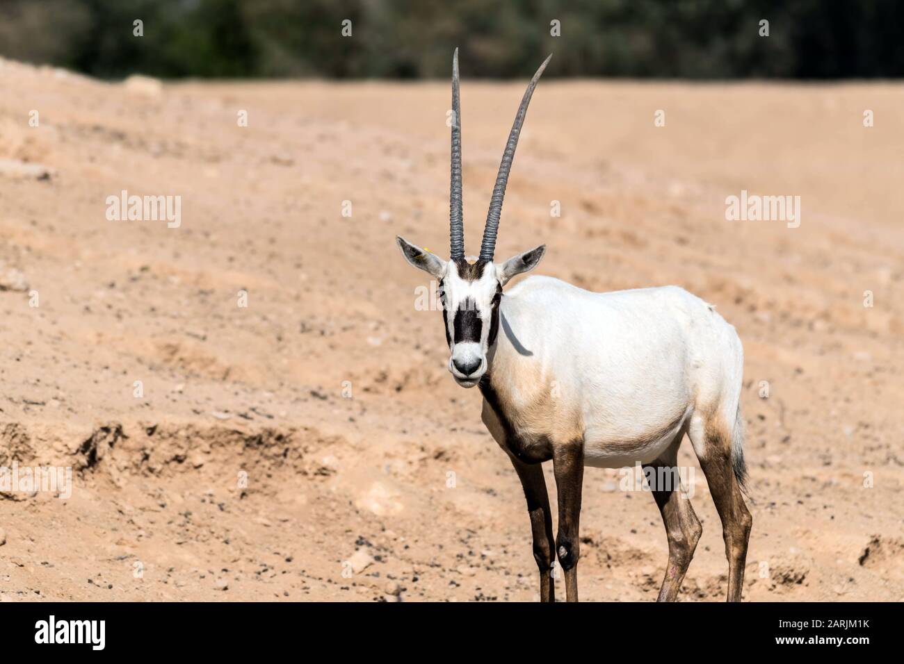 Oryx gazella leucoryx hi-res stock photography and images - Alamy
