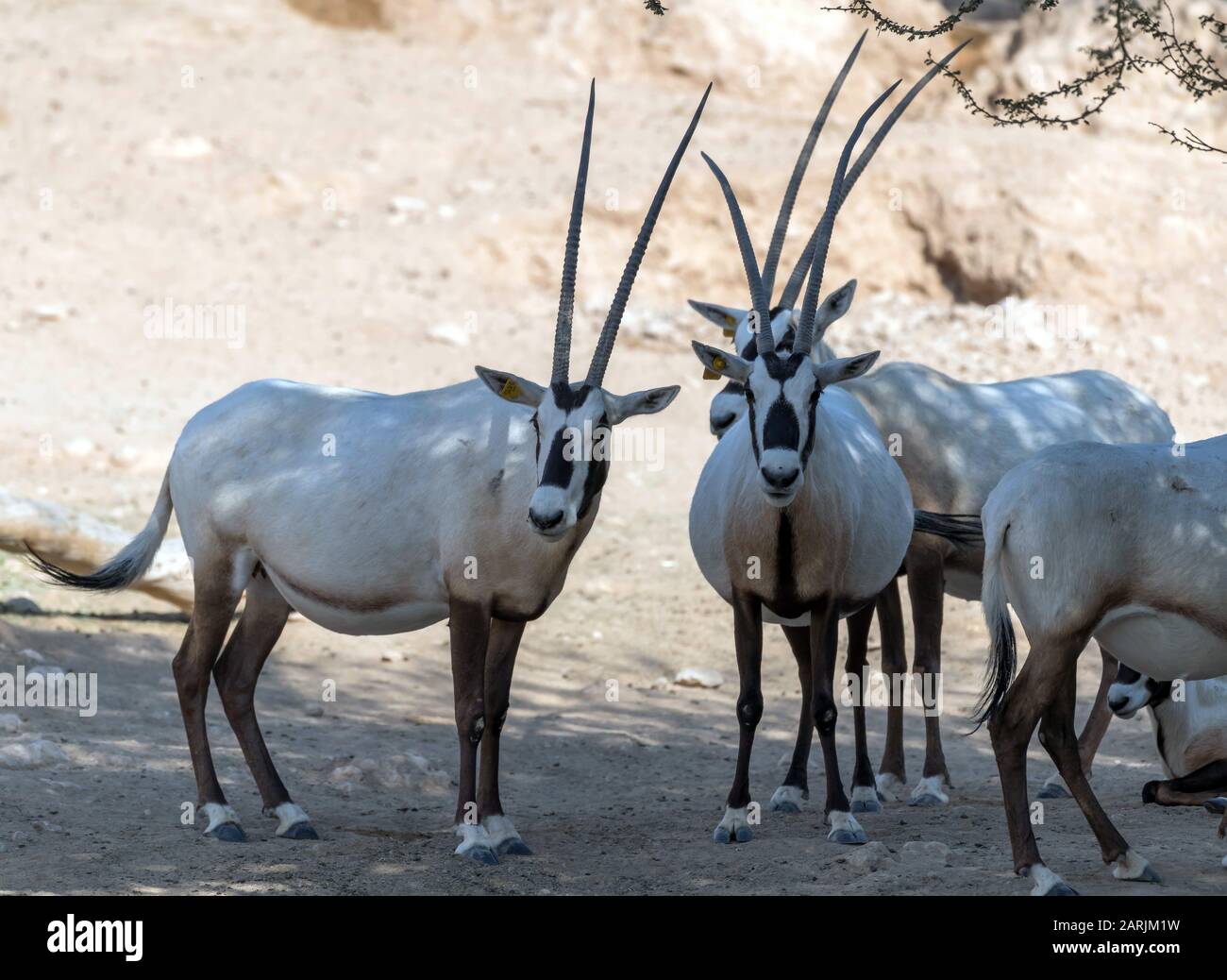 Arabian Oryx Wallpaper