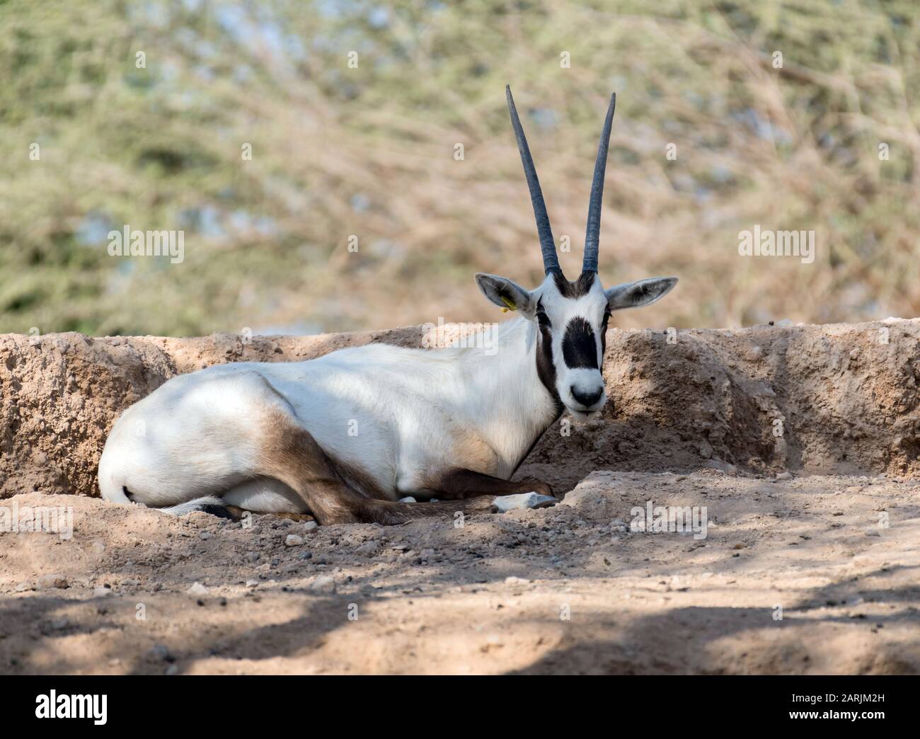 Oryx gazella leucoryx hi-res stock photography and images - Alamy