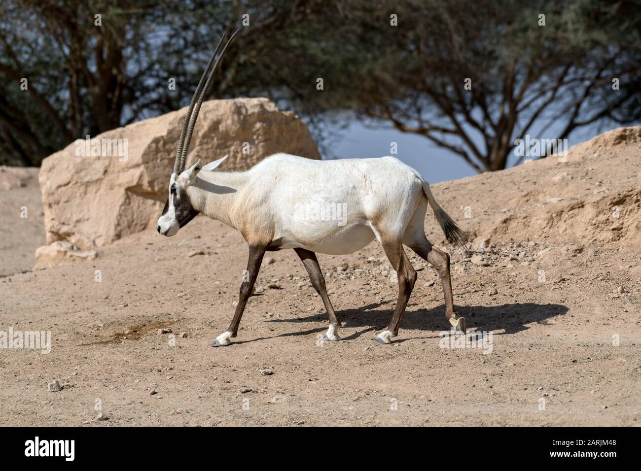 Arabian oryx antelope hi-res stock photography and images - Alamy