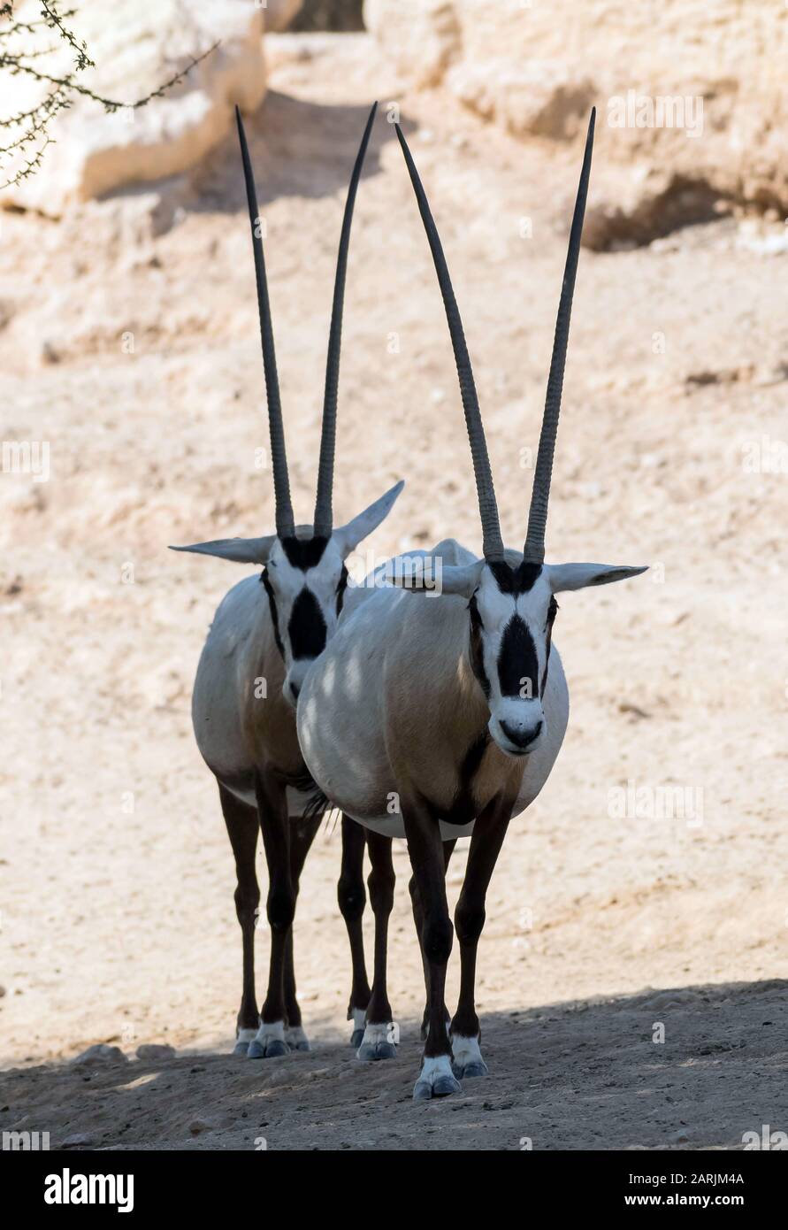 Oryx gazella leucoryx hi-res stock photography and images - Alamy