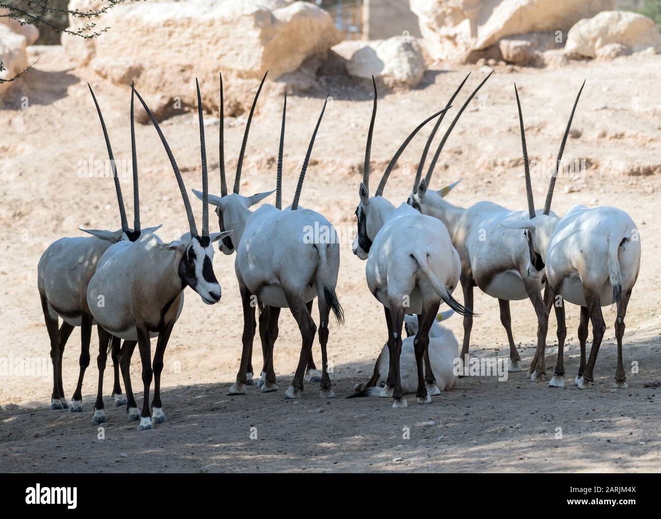 Oryx gazella leucoryx hi-res stock photography and images - Alamy