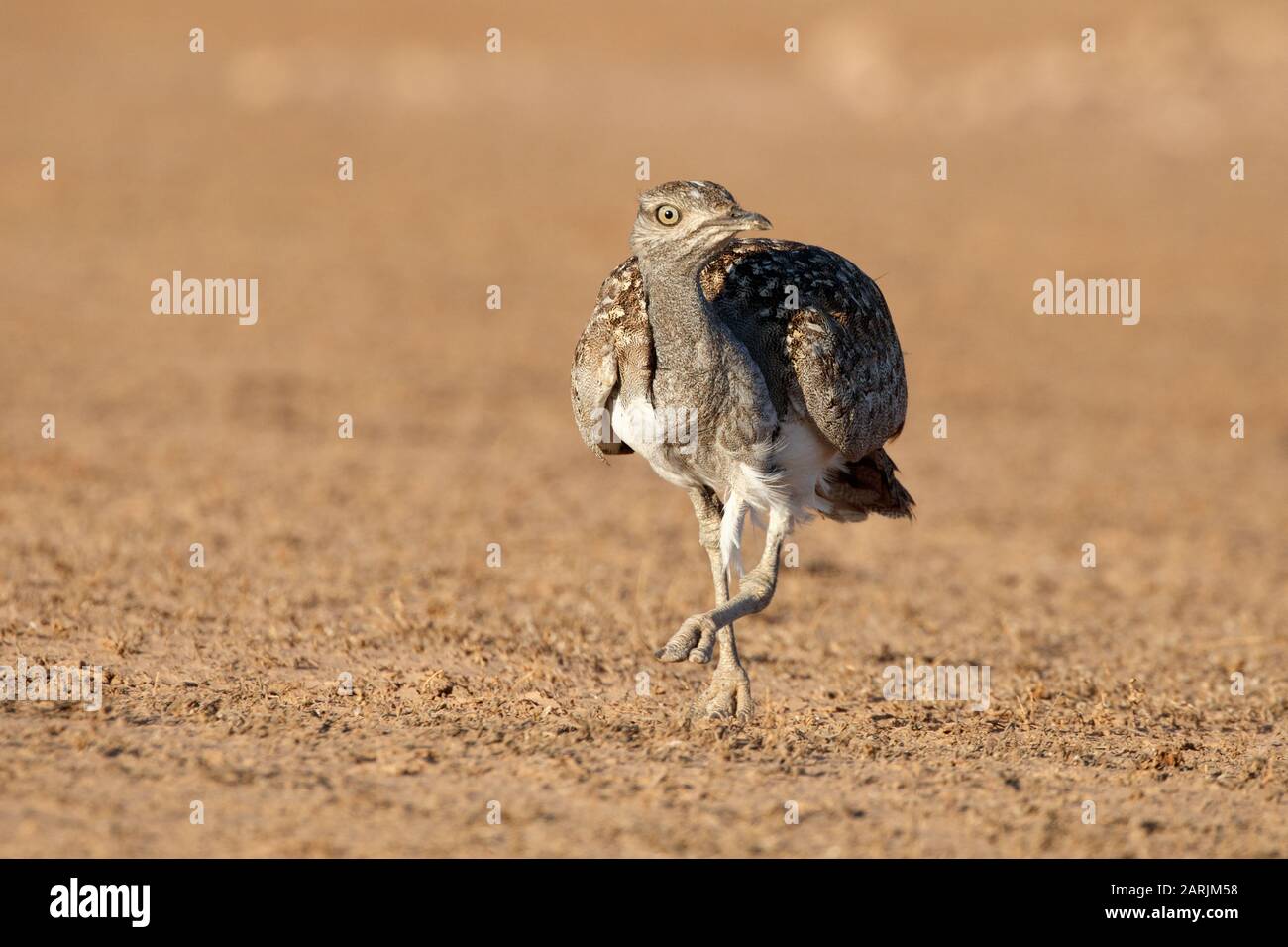 Houbara bustard hi-res stock photography and images - Alamy