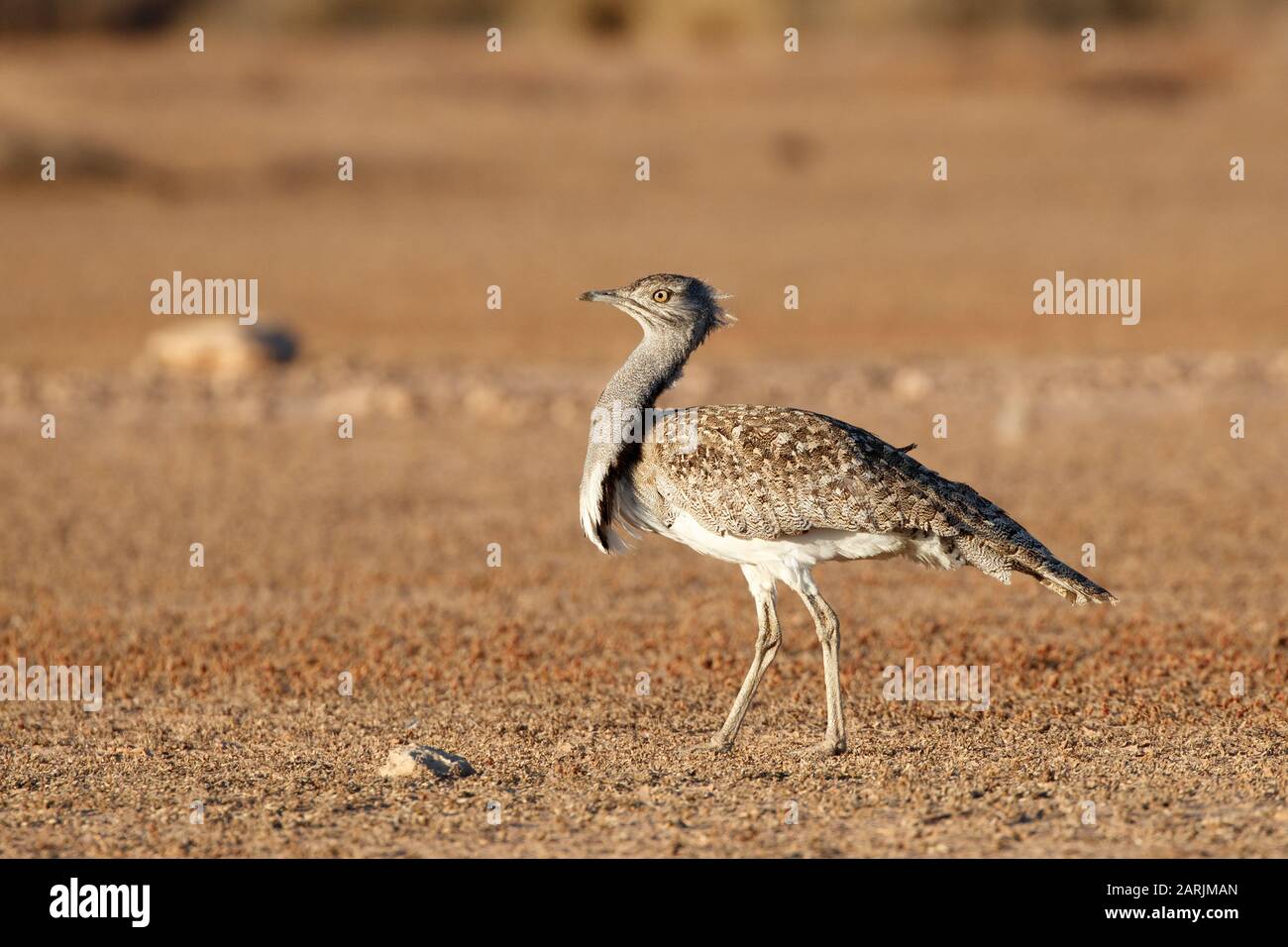 The Canarian houbara, Chlamydotis undulata fuertaventurae, is a large ...