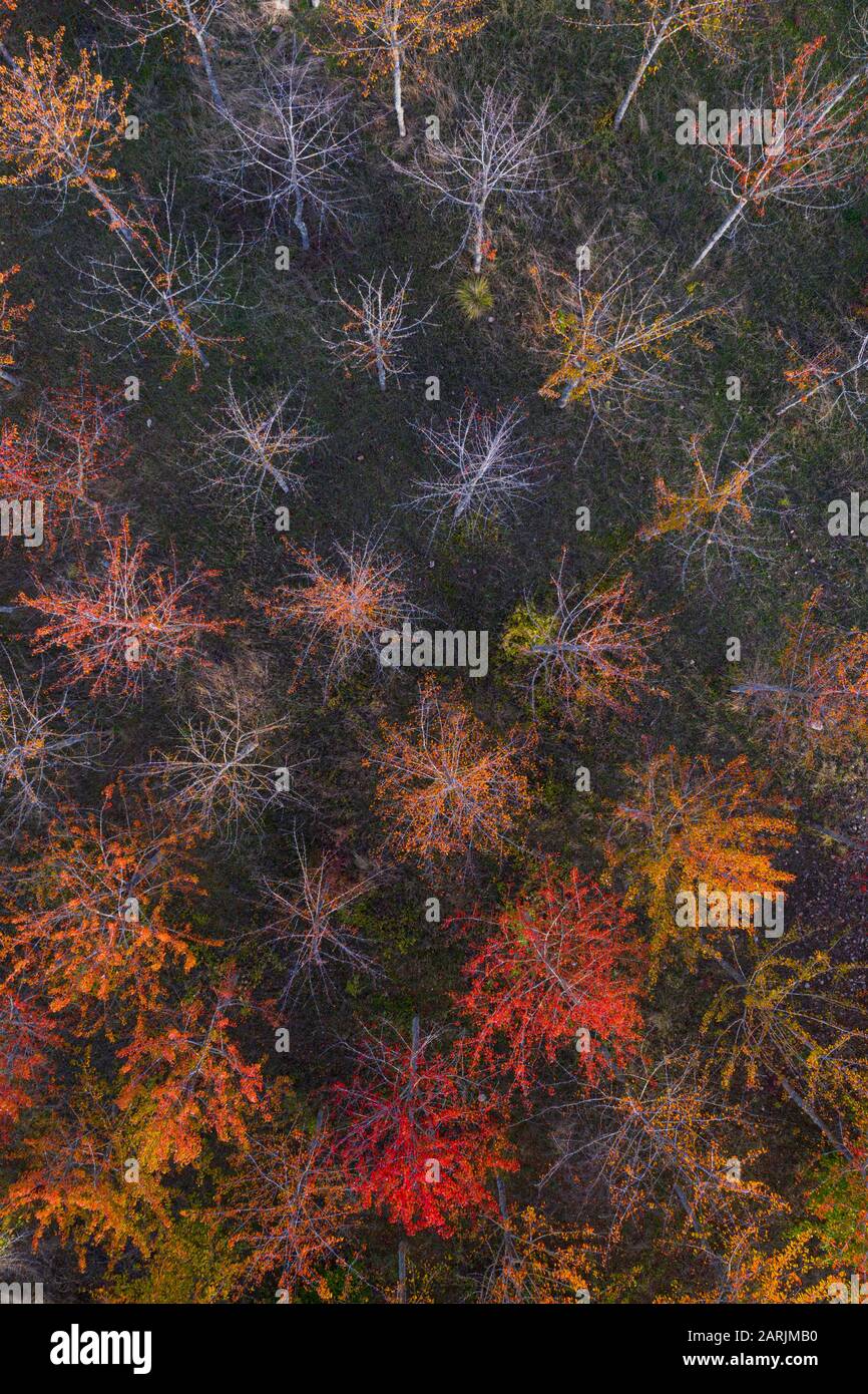 Cherry tree plantation with fall colors, Villaverde de Rioja, La Rioja ...