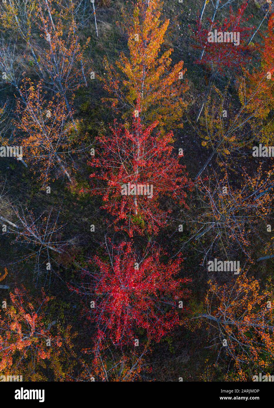 Cherry tree plantation with fall colors, Villaverde de Rioja, La Rioja ...