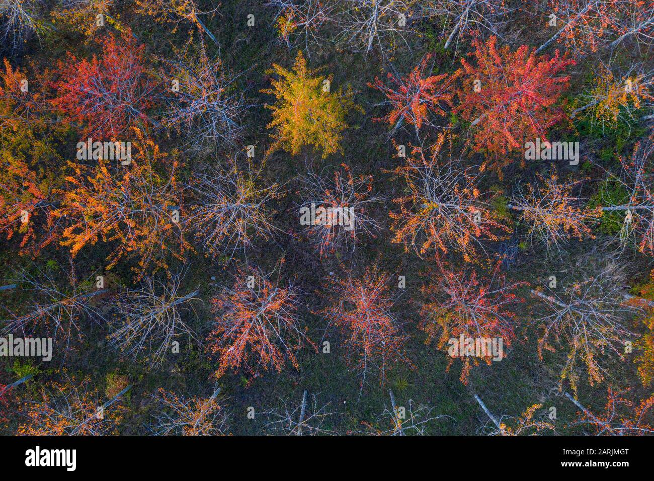 Cherry tree plantation with fall colors, Villaverde de Rioja, La Rioja ...