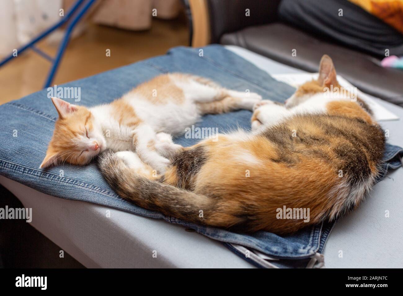 Calico mom cat with cute red and white kitten sleeping on denim skirt ...