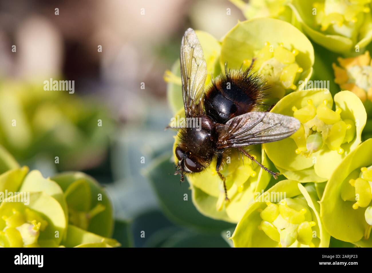 Ursina hi-res stock photography and images - Alamy