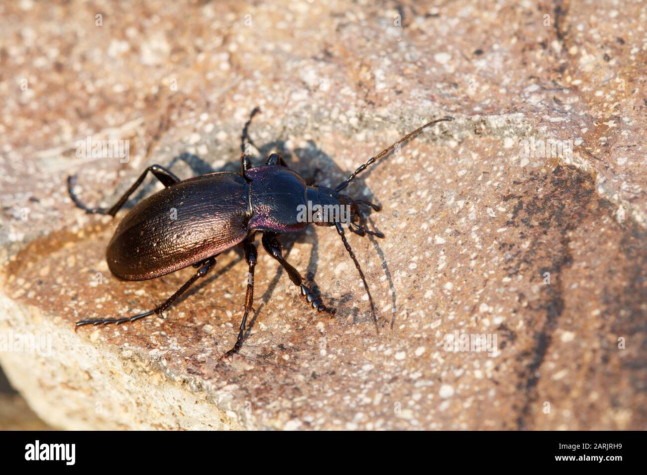 Bronze ground beetle hi-res stock photography and images - Alamy