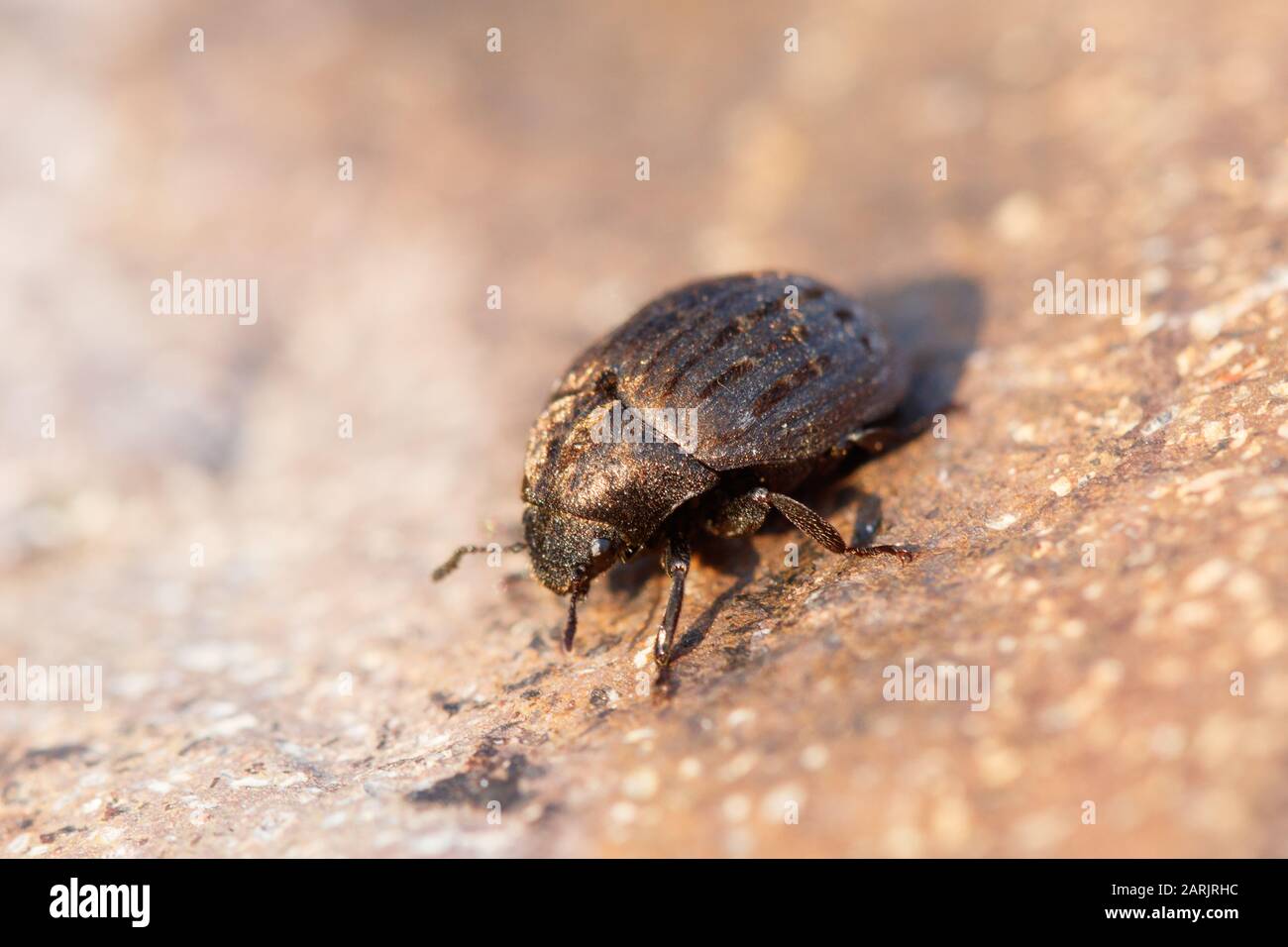 Byrrhus beetle hi-res stock photography and images - Alamy