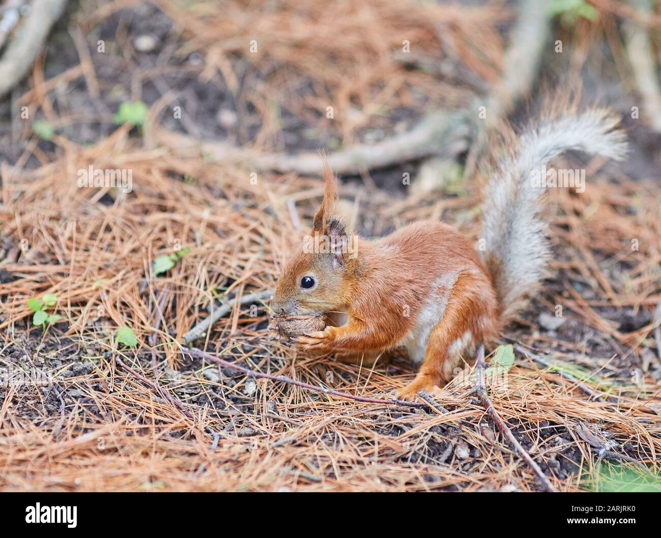 Red Squirrel, Sciurus vulgaris, in the forest eating a nut Stock Photo ...