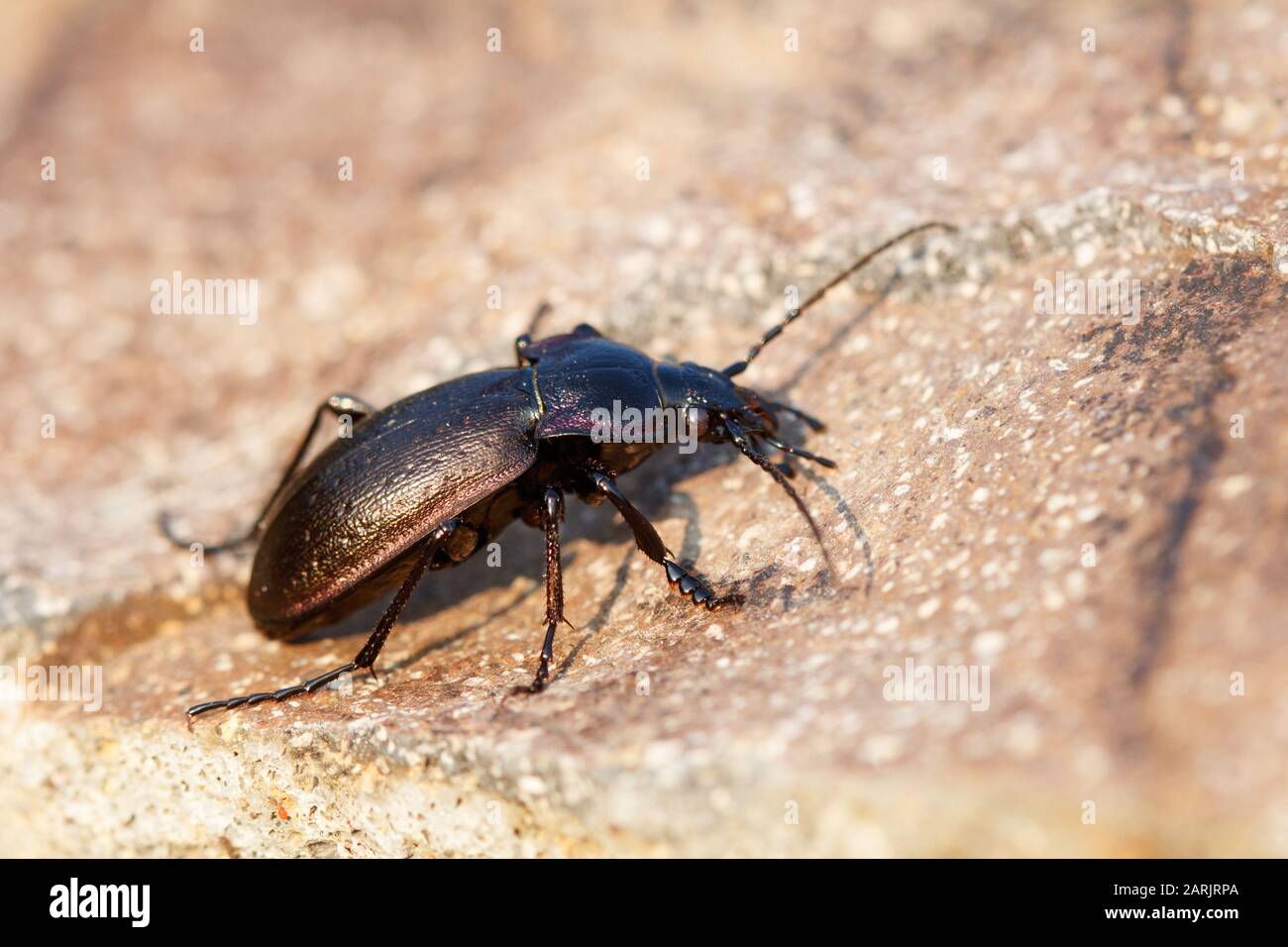 Bronze beetle beeetles hi-res stock photography and images - Alamy